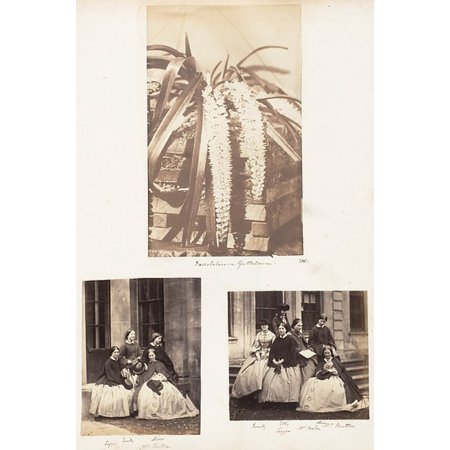 Saccolabium Guttatum; Lizzie, Emily, Alice, Mrs Stratton; Emily, Etty ...