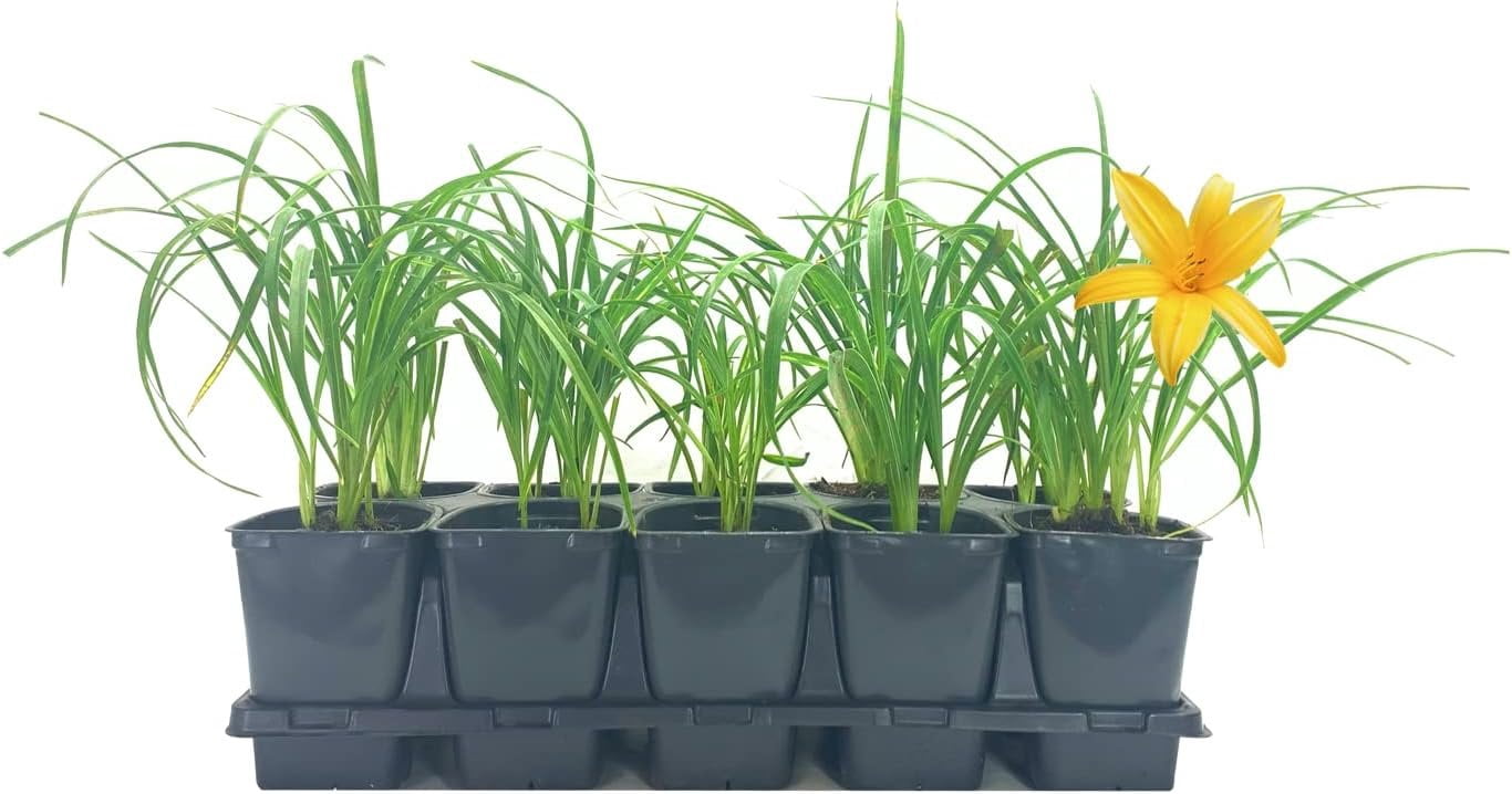 Daylily Aztec Gold 5 Live 4 Inch Pots Hemerocallis Plants Beautiful Low ...