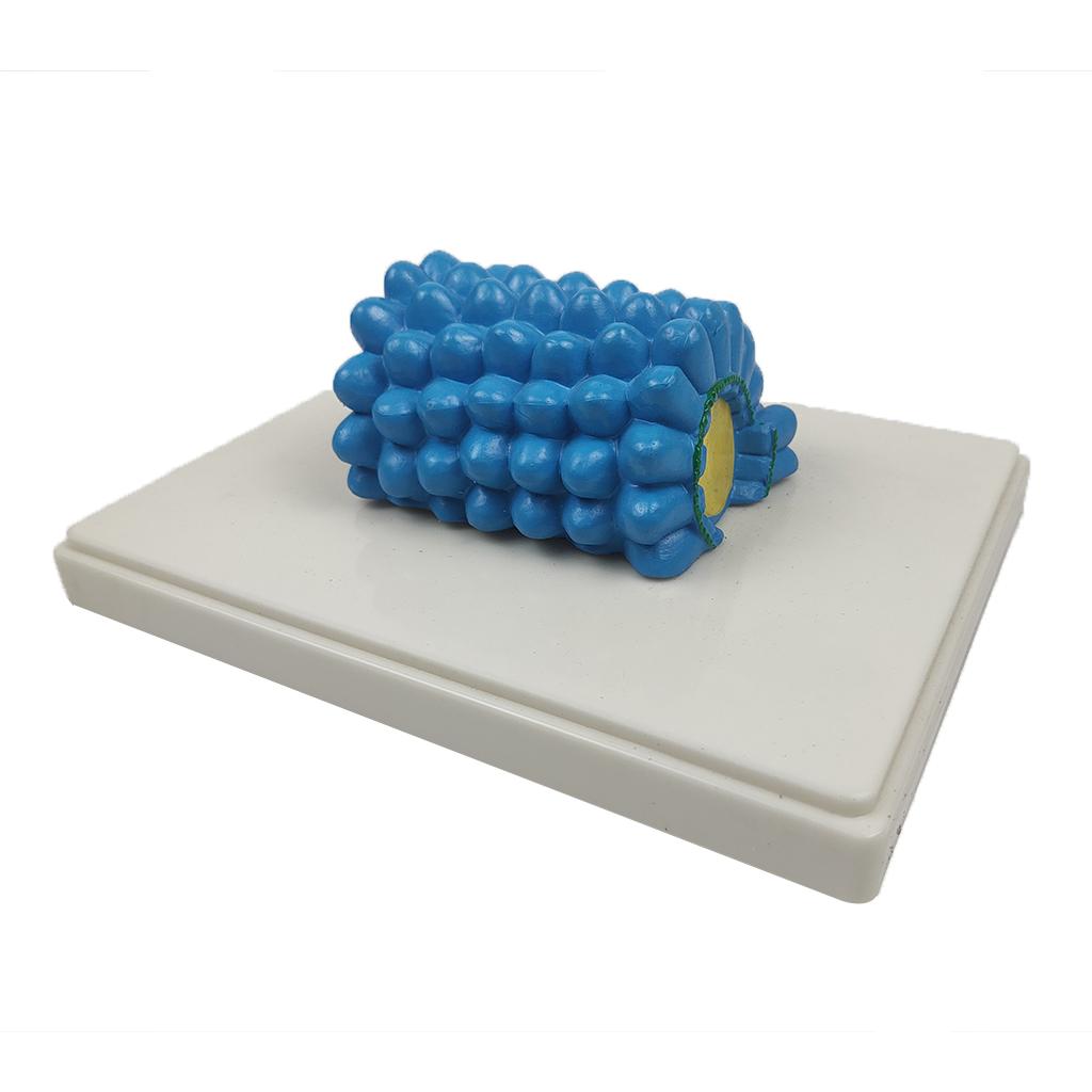 Modelo de muestra de germen de baculovirus Sunnimix material didáctico ...