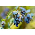 Seedville USA Blue Shrimp Plant, Honeywort Flower Seeds, Cerinthe Major ...