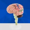 4D Vision Human Head Anatomy Model - Walmart.com