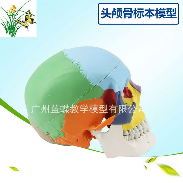 Art medical art skull model standard color partition skull head bone ...