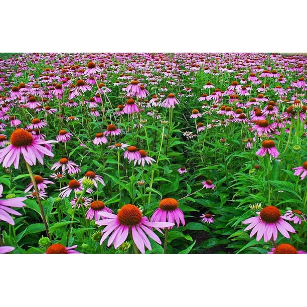 3 Echinacea Magnus Coneflower 4" Pot---Live Potted Plant - Walmart.com