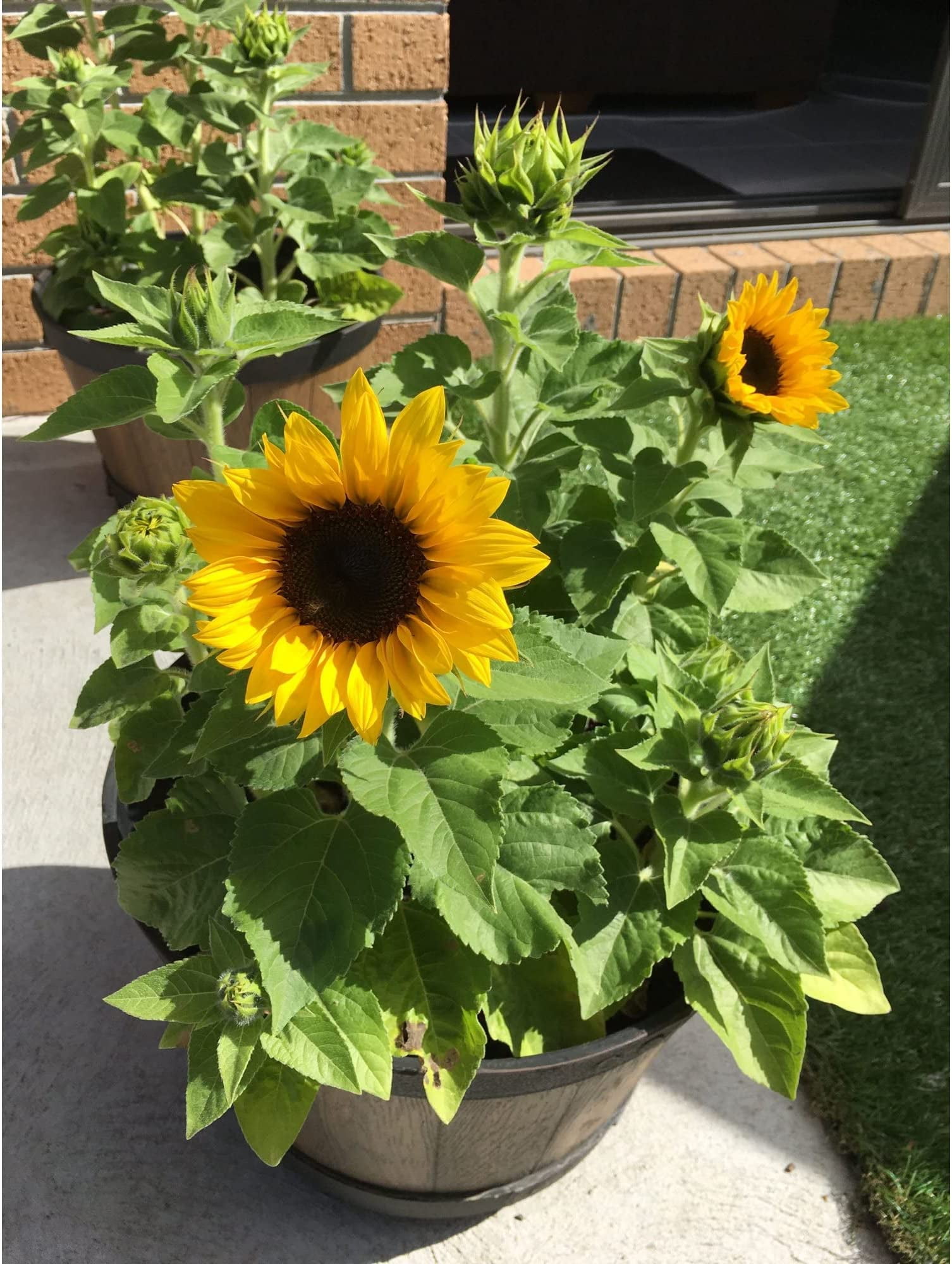 Dwarf Sunflower Seeds - Seeds for Planting (100 Seeds) - Walmart.com