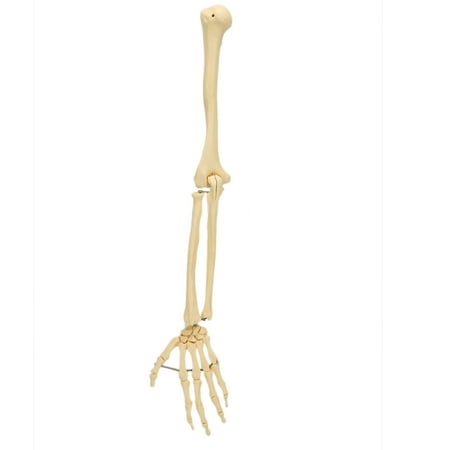 Arm Bone Model, Safe Anatomical Arm Bone Model for Doctor-patient ...
