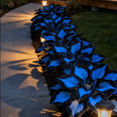 Midnight Blue Hosta-Bulbs For Planting-Premium Garden Stakes Perfect ...