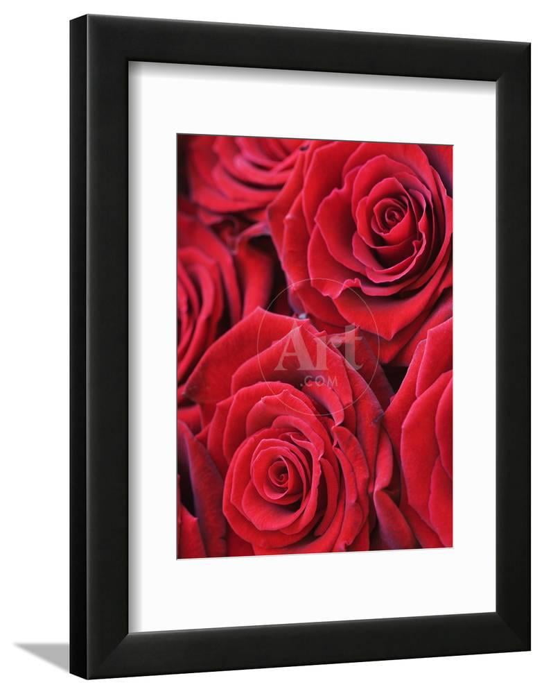 Bouquet of Red Roses Framed Print Wall Art by Clive Nichols Sold by Art ...