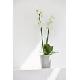Ecopots Morinda Planter - Hanging garden pots for nurseries - Walmart ...