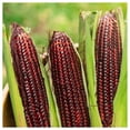 Everwilde Farms - 1/4 lb Ruby Red Ornamental Corn Seeds (Treated ...