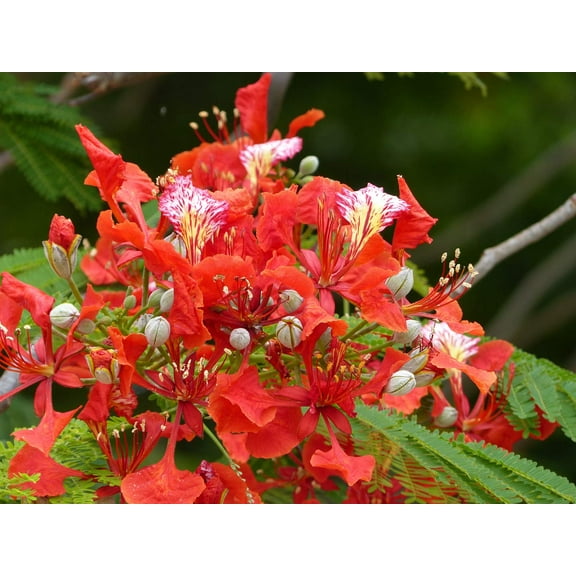 Flamboyant Flame Tree Seeds to Grow | 10 Seeds | Delonix regia, Prized ...