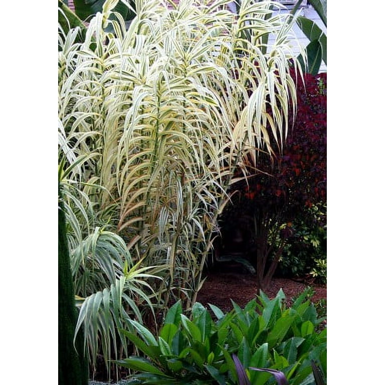 Arundo Donax Peppermint Stick