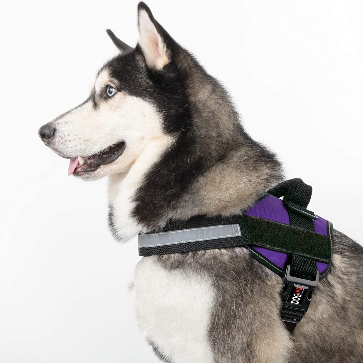 Sled Dog Harness