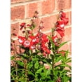 10 SCARLET PENSTEMON Hartwegii Beardtongue Red & White Flower Seeds ...