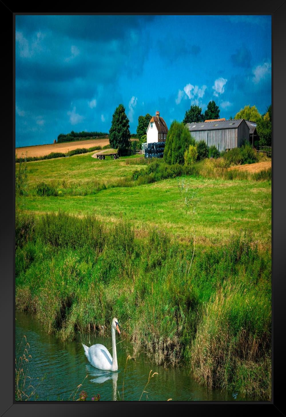 Swan Farm by Chris Lord Photo Art Print Black Wood Framed Poster 14x20 ...
