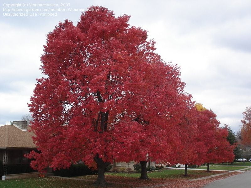 Red Maples Tree 2 Gallon Potted - Walmart.com