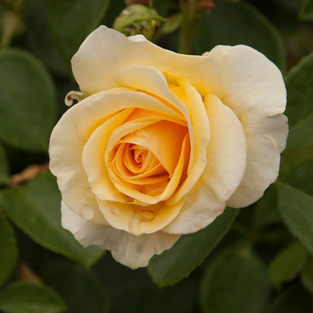 Heirloom Roses Yellow Rose Plant - Phab Gold Floribunda Rose Bush ...