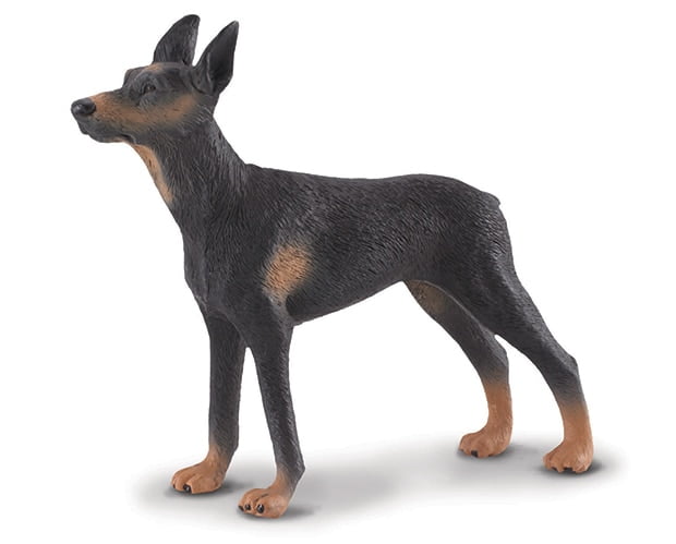 Miniture Dover Man Pincher