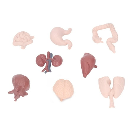 Body Anatomy Educational Tool, Visually Demonstration Small ...