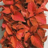 Outsidepride Coleus Wizard Sunset - 200 Seeds - Walmart.com