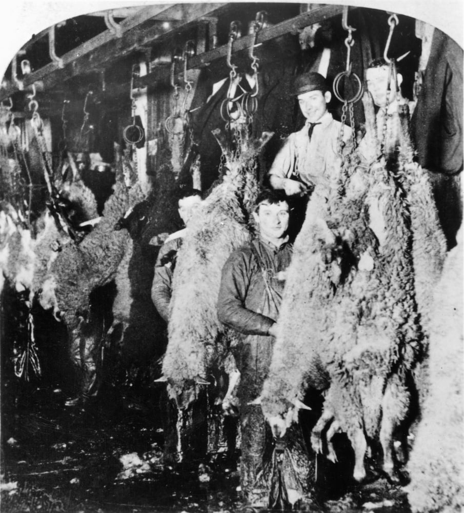 Chicago Meat Packing House /Nprocessing Sheep At Armour & Company'S ...