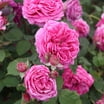 "Heirloom Roses Veranda Lavender Rose Bush, Live Outdoor Plant, Purple ...