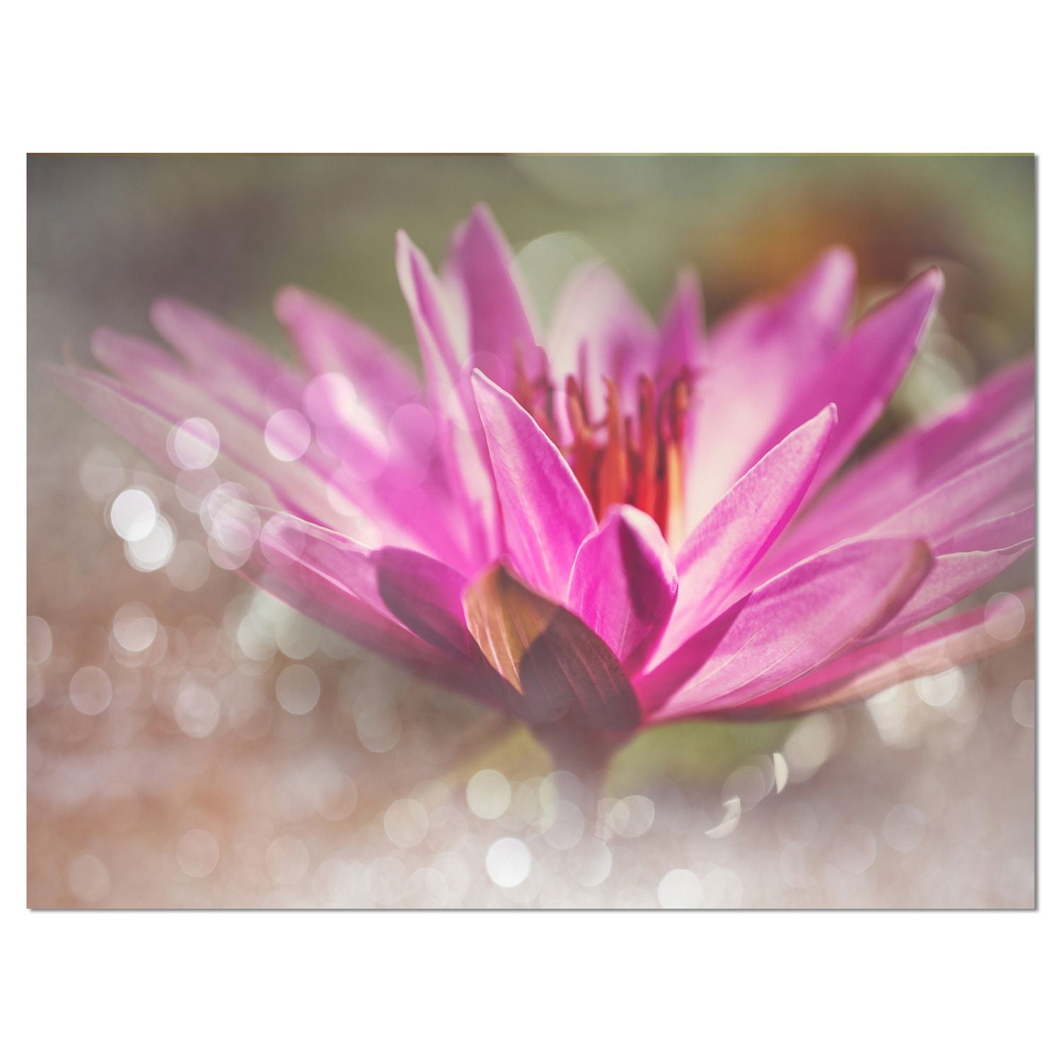Click here for Designart Design Art Pink Lotus On Abstract Backgr... prices