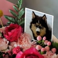 3drose, Portrait of a Beautiful Siberian Husky Animal Photography, 6 ...