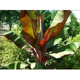 Bountiful Garden Nursery, Ensete Maurelii Red Abyssinian Banana Plant ...