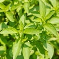Lemon Basil Herb Garden Seeds - 1.5 Gram Packet - Non-GMO, Heirloom ...