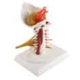 Cervical Spine Model Removable Human Spinal Nerves Model for Doctor ...