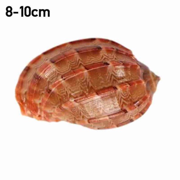 Natural Conch Shell Rare Specimen Harp Conch Fish Tank Decoration ...