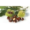 CZ Grain Colossal Chestnut Tree Seeds, Grow Large Chestnuts, 5 Fresh ...