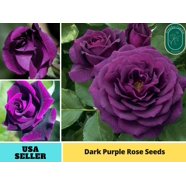 30 Rare Black Heart White Rose Flower Seeds, Rose Bush Planting, Buy 4 ...