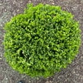 Wintergreen Boxwood 5 Live Quart Size Plants Dense Evergreen Foliage ...