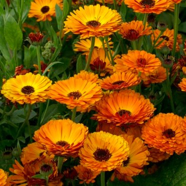 Calendula Seeds - Sunset Mix - 1/4 Pound - Orange/Yellow/Red Flower ...