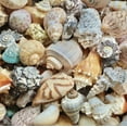 Mixed Seashells Assorted Rare Colorful Natural Mix Sea Shells Beach ...