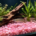 200 Pack - Aquarium Street-Side Pool Decorations - Glowing Ice Cubes ...