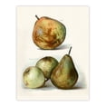 Artery8 John Wright Pear Varieties Vintage Fruit Illustration Framed ...
