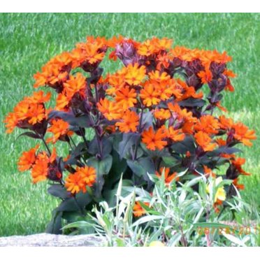 Three Kings Cabbage Tree Seeds for Planting (30 Seeds) - Cordyline ...