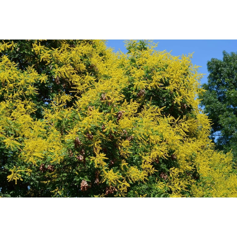 Koelreuteria Paniculata Nana The Golden Rain Trees