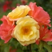 Polynesian Punch™ Floribunda Rose by Heirloom Roses - Live Rose Plants ...