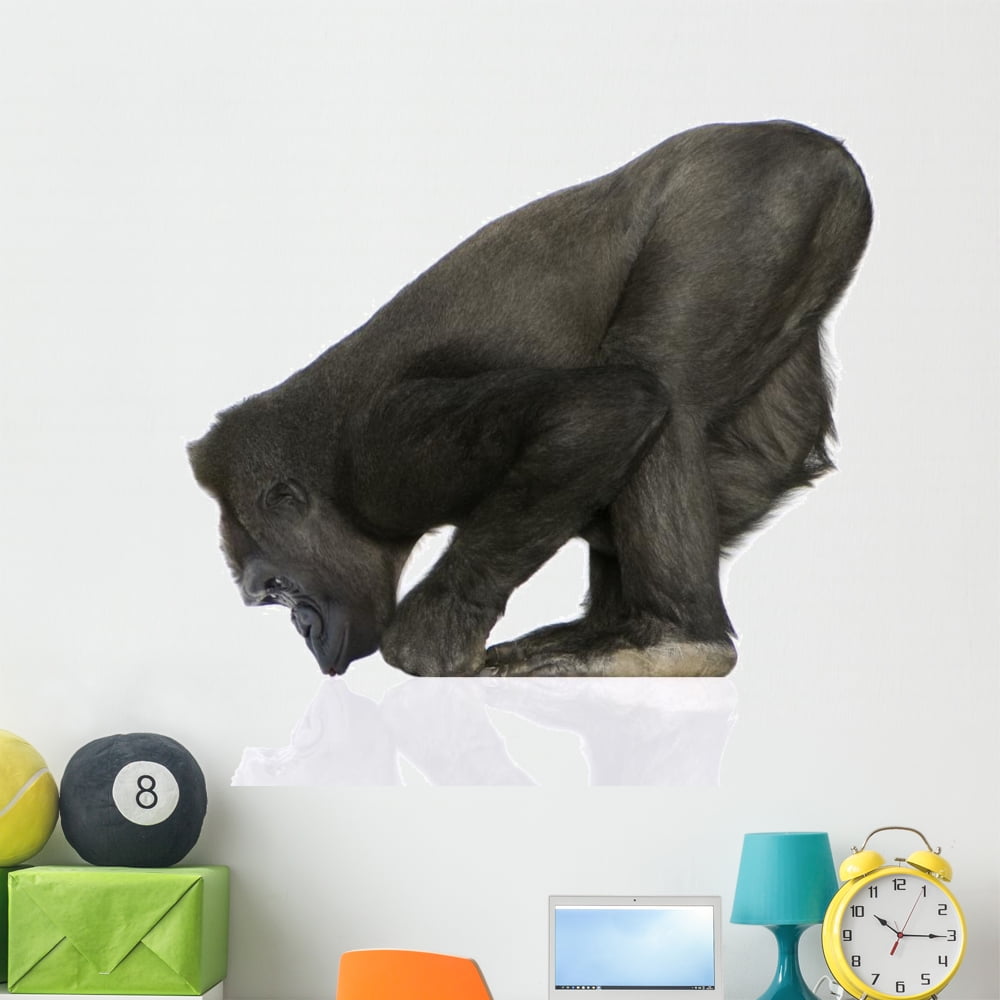 Young Silverback Gorilla Wall Decal by Wallmonkeys Peel and Stick ...