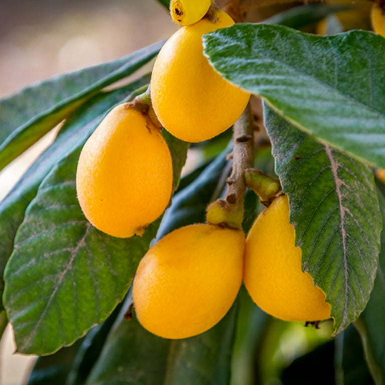Yellow Fruit Tree