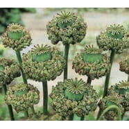 100 Hens and Chicks Poppy Flower Seeds for Planting - Rare Strain ...