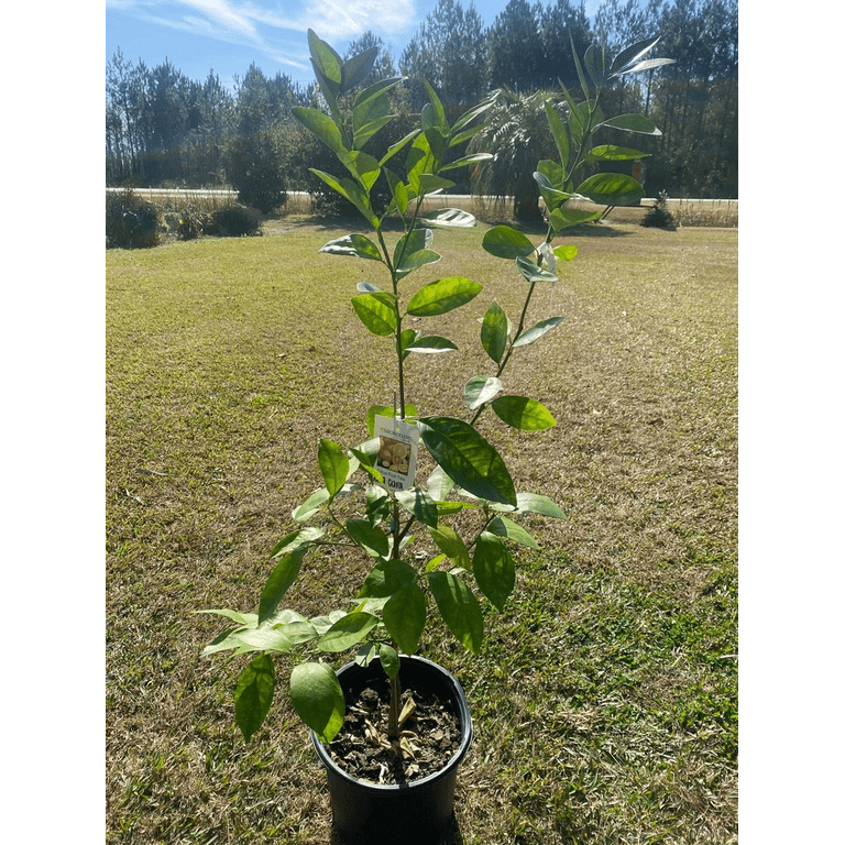 Dwarf Key Lime Tree Citrus Trees Archives Desert Gardening 101
