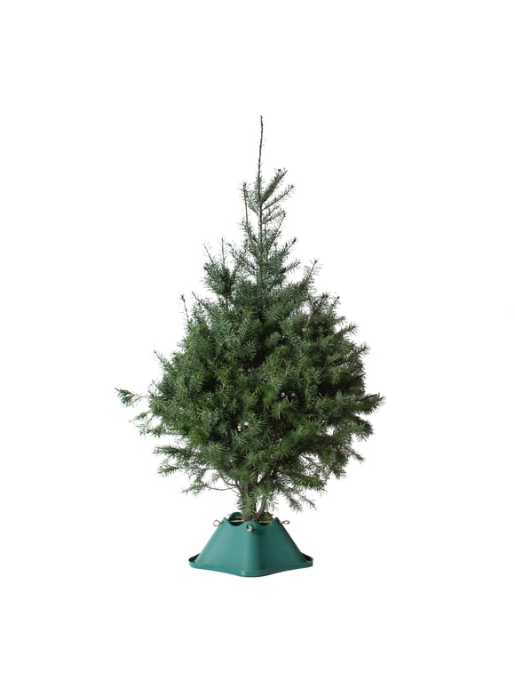 Real Christmas Trees in Christmas Trees by Type - Walmart.com