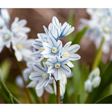 Jessie Spring Starflower Bulbs, Easy to Grow, Fall Planting, Exotic ...