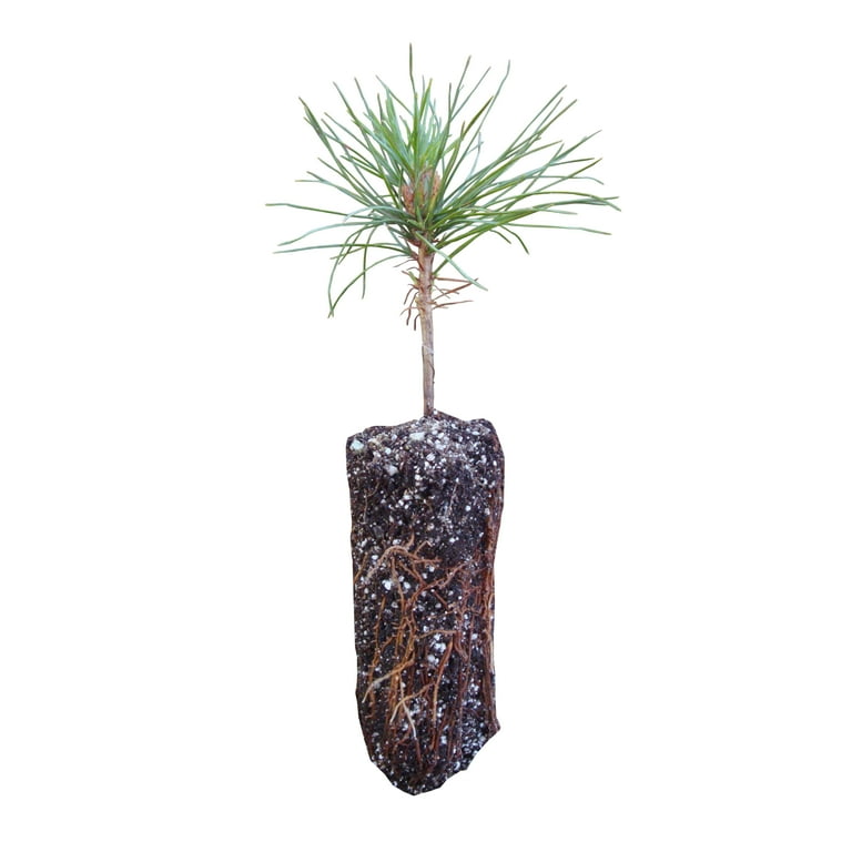 Pine Tree Seedling