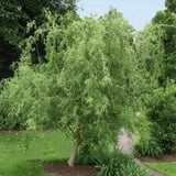 Gold Weeping Curly Willow Tree Cutting - Rarest of All Willows - Grow ...