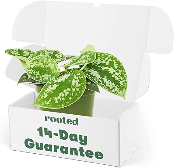Scindapsus Pictus 'Argyraeus' Live Green Plant in 4" Pot - Walmart.com